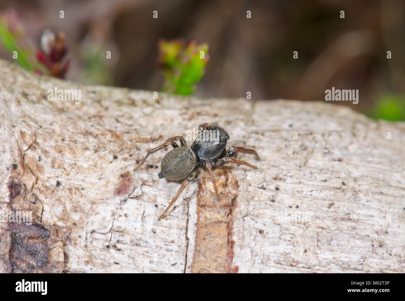 Jumping spiders hi-res stock photography and images - Alamy
