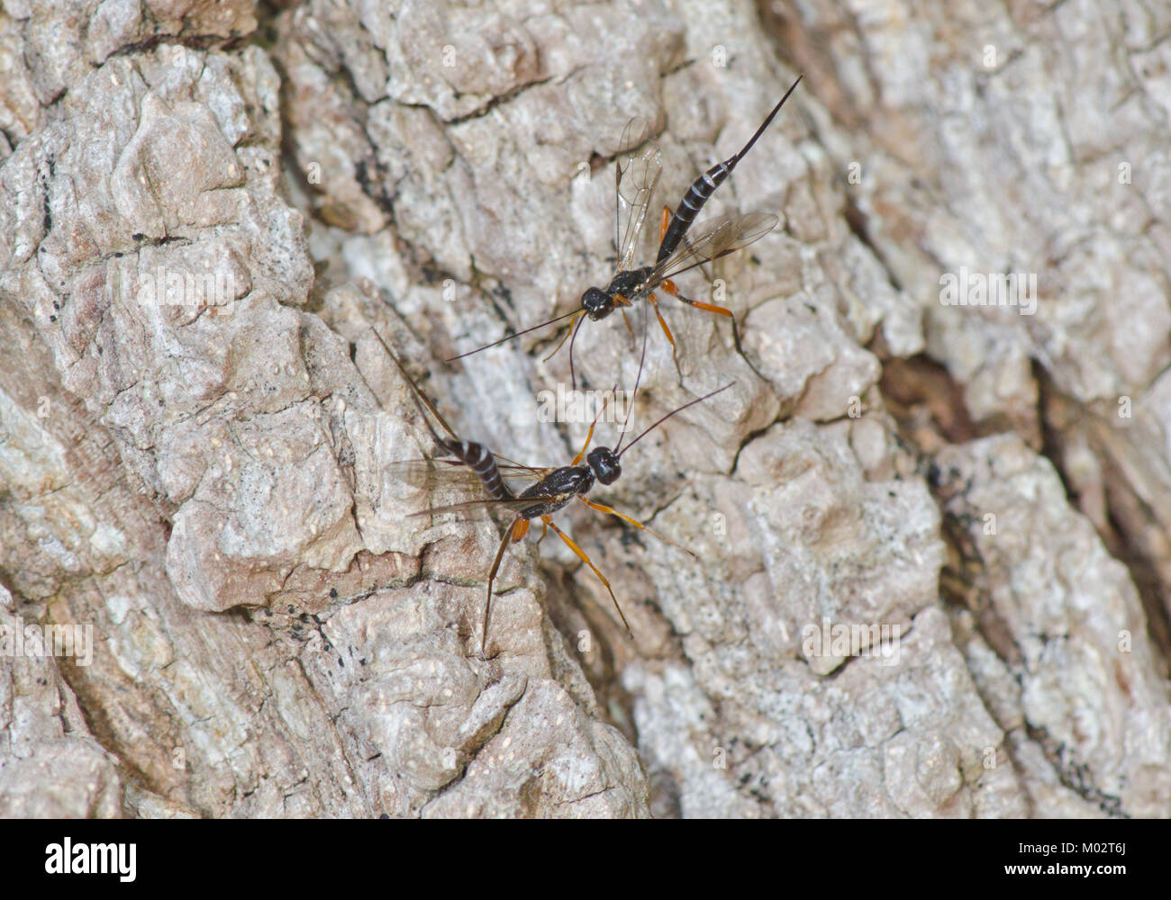 Ichneumonidae Wasps High Resolution Stock Photography and Images - Alamy