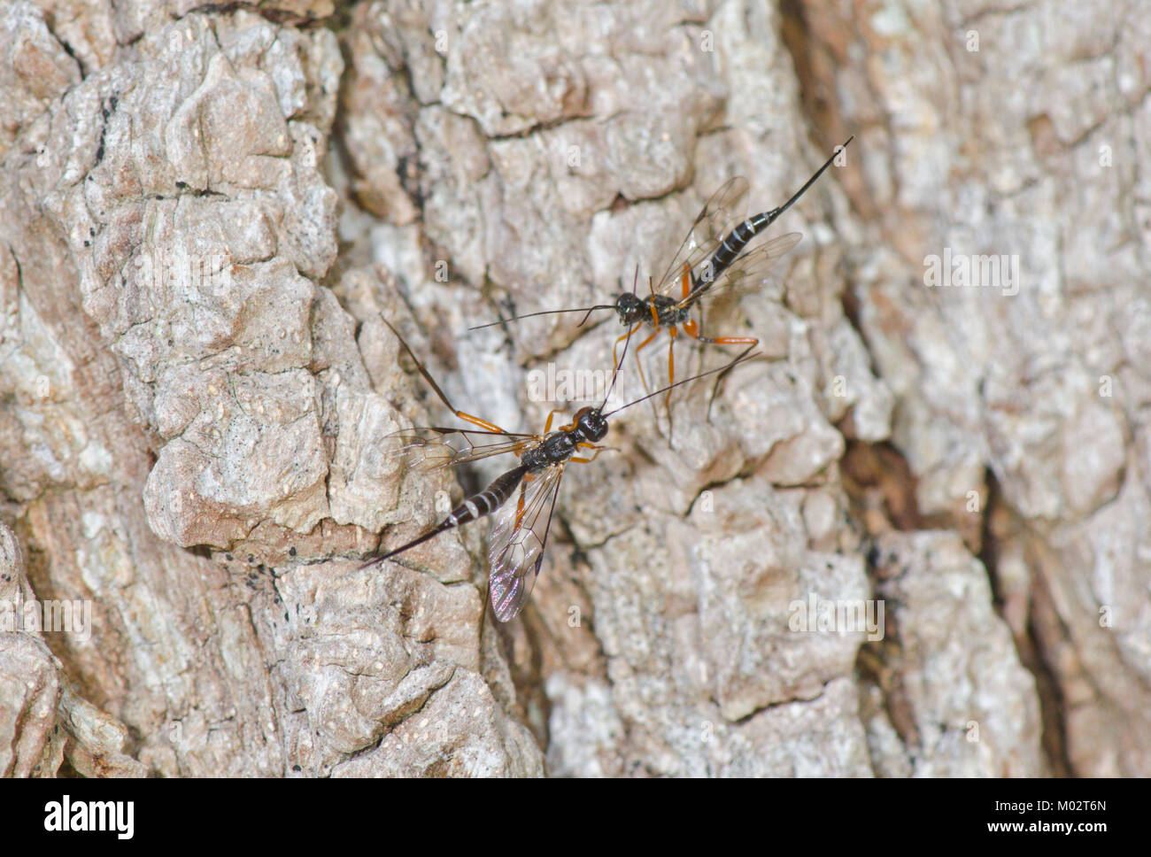 Female Darwin Wasps (Neoxorides nitens) fighting over territory 2 of 5 ...
