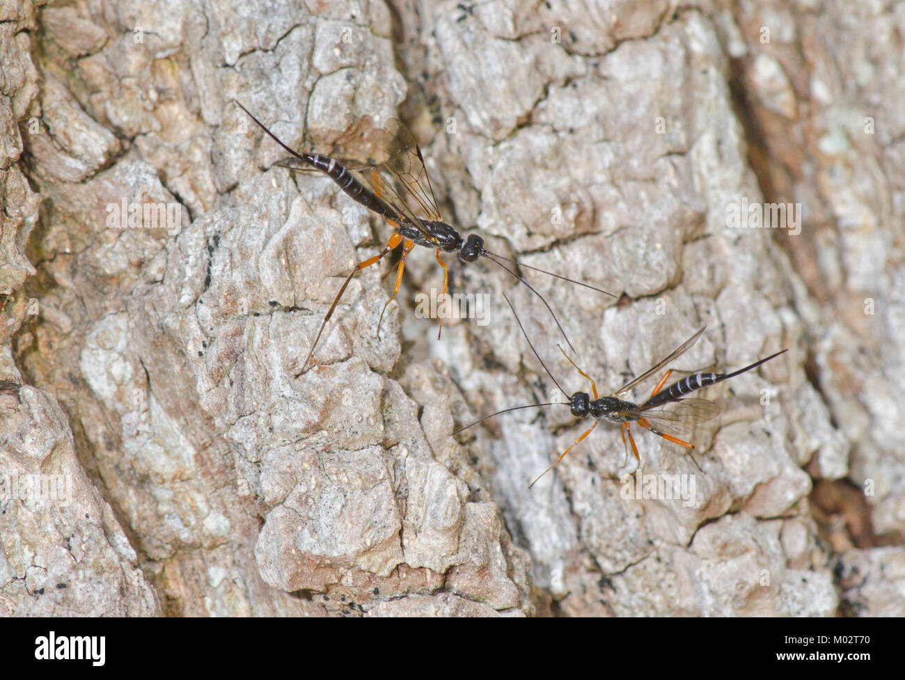 Ichneumon fly hi-res stock photography and images - Alamy
