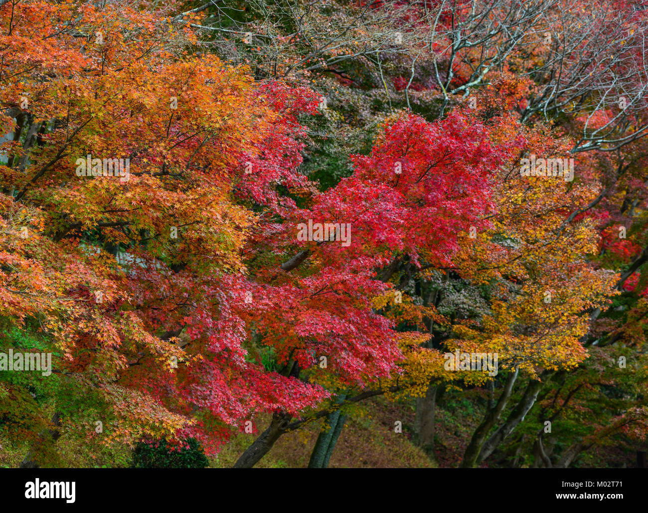 Maple trees at autumn forest in Arashiyama, Japan Stock Photo - Alamy
