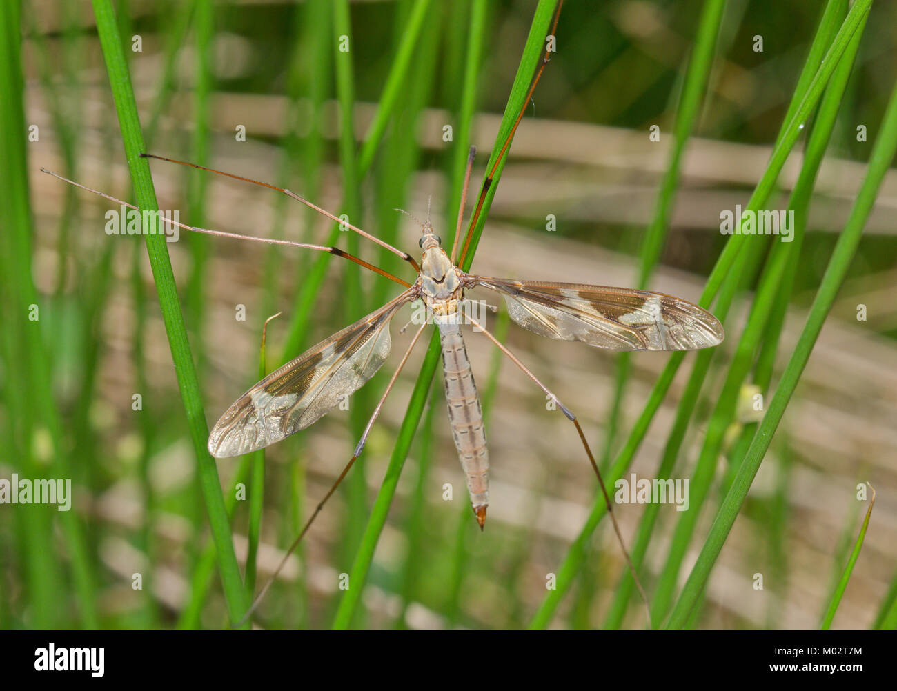 Giant Cranefly (Tipula maxima). Tipulidae, Sussex, UK Stock Photo - Alamy