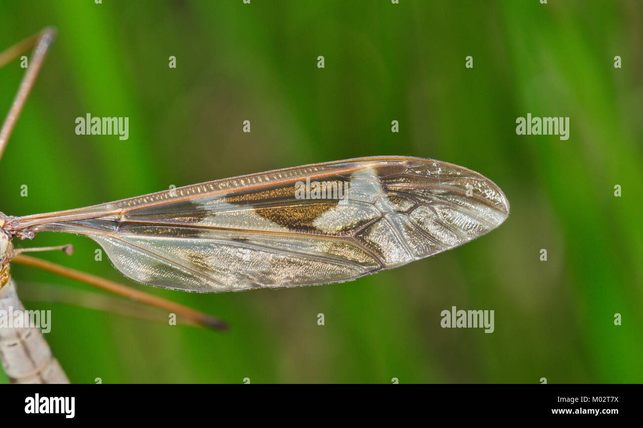 Wing of Giant Cranefly (Tipula maxima). Tipulidae, Sussex, UK Stock ...