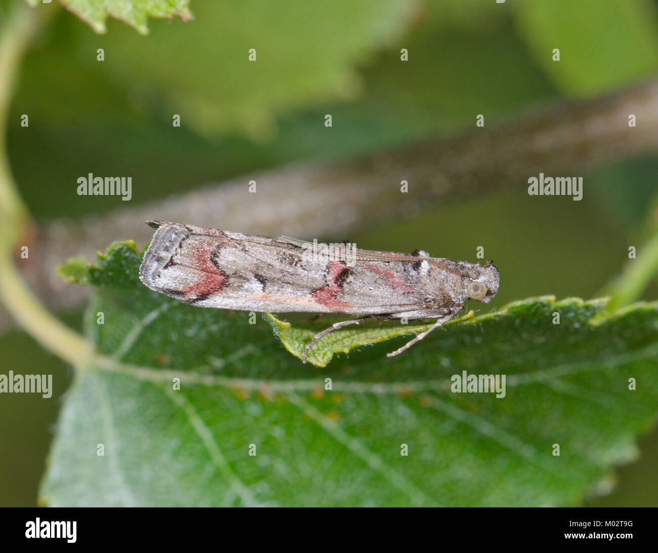Horn moths hi-res stock photography and images - Alamy