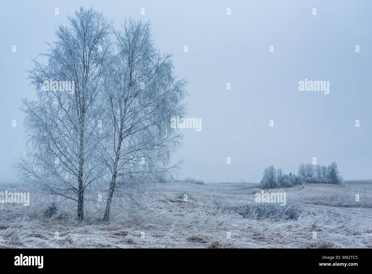 Two birch trees in a frozen landscape Stock Photo - Alamy