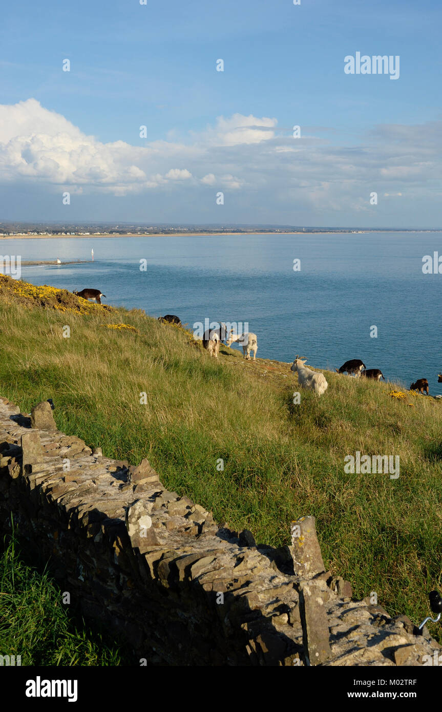 Cotentin peninsula hi-res stock photography and images - Alamy