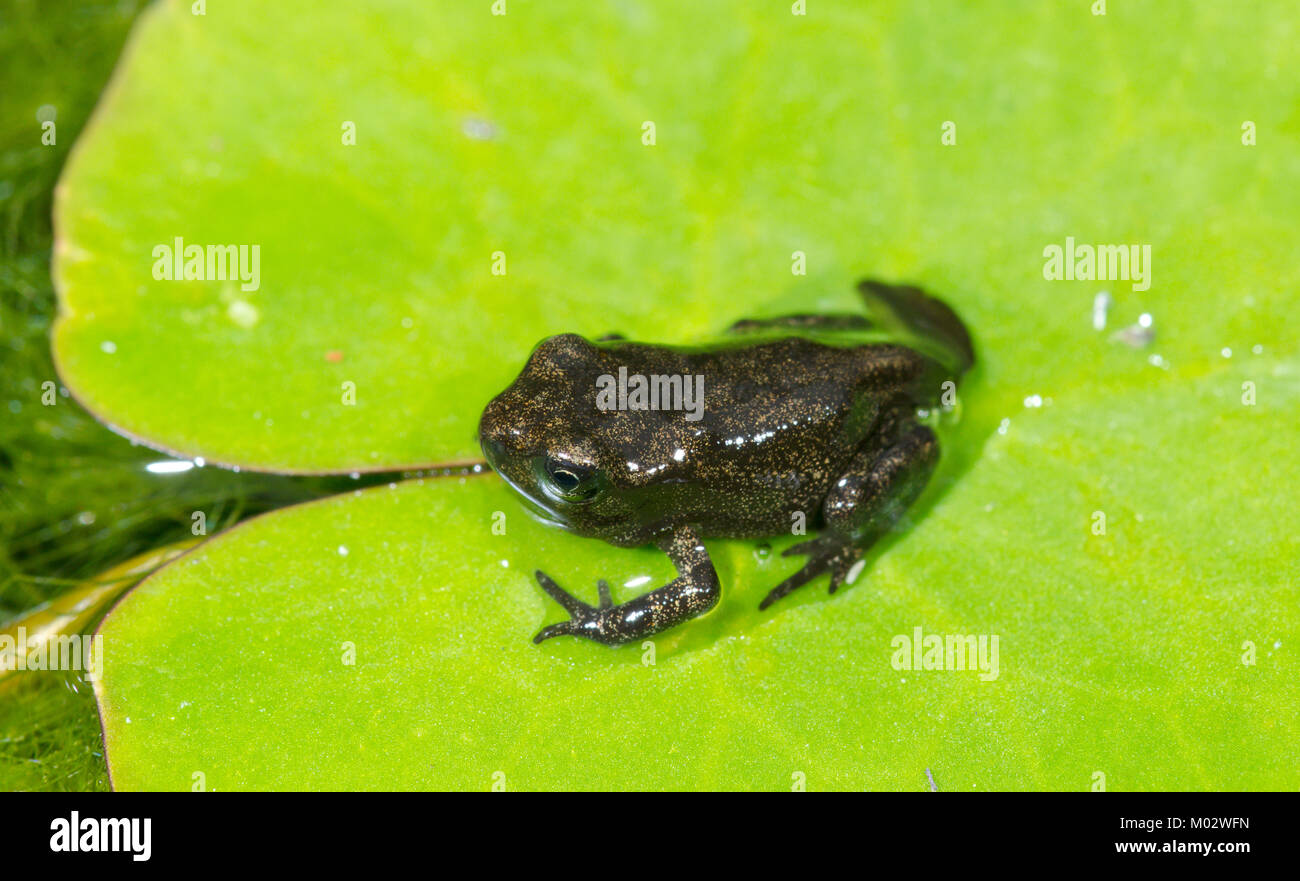 Common toadlet hi-res stock photography and images - Alamy