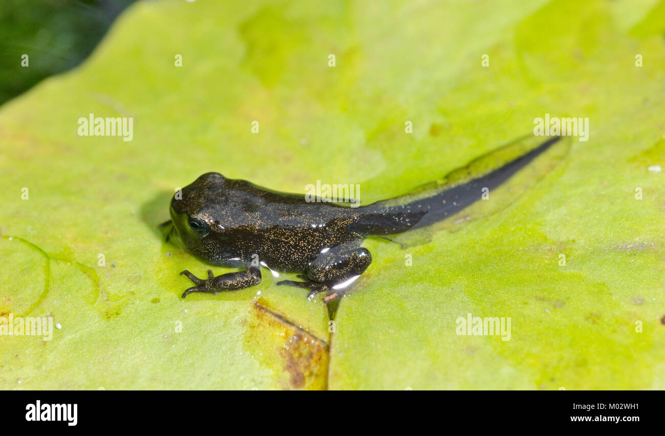 Metamorphosing Toadlet of Common Toad (Bufo bufo) 2 of 3. Sussex, UK ...
