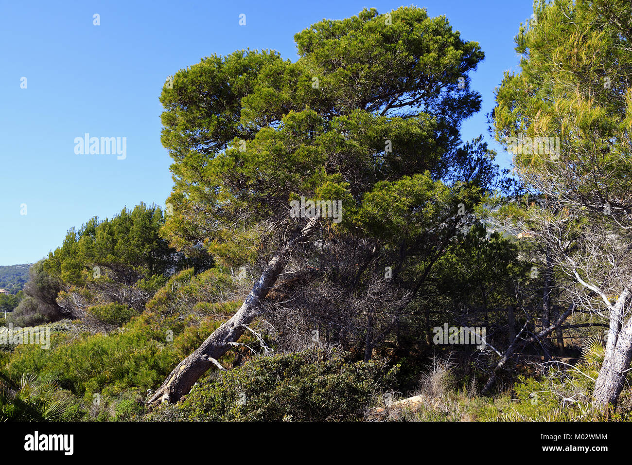 Pino mediterraneo hi-res stock photography and images - Alamy