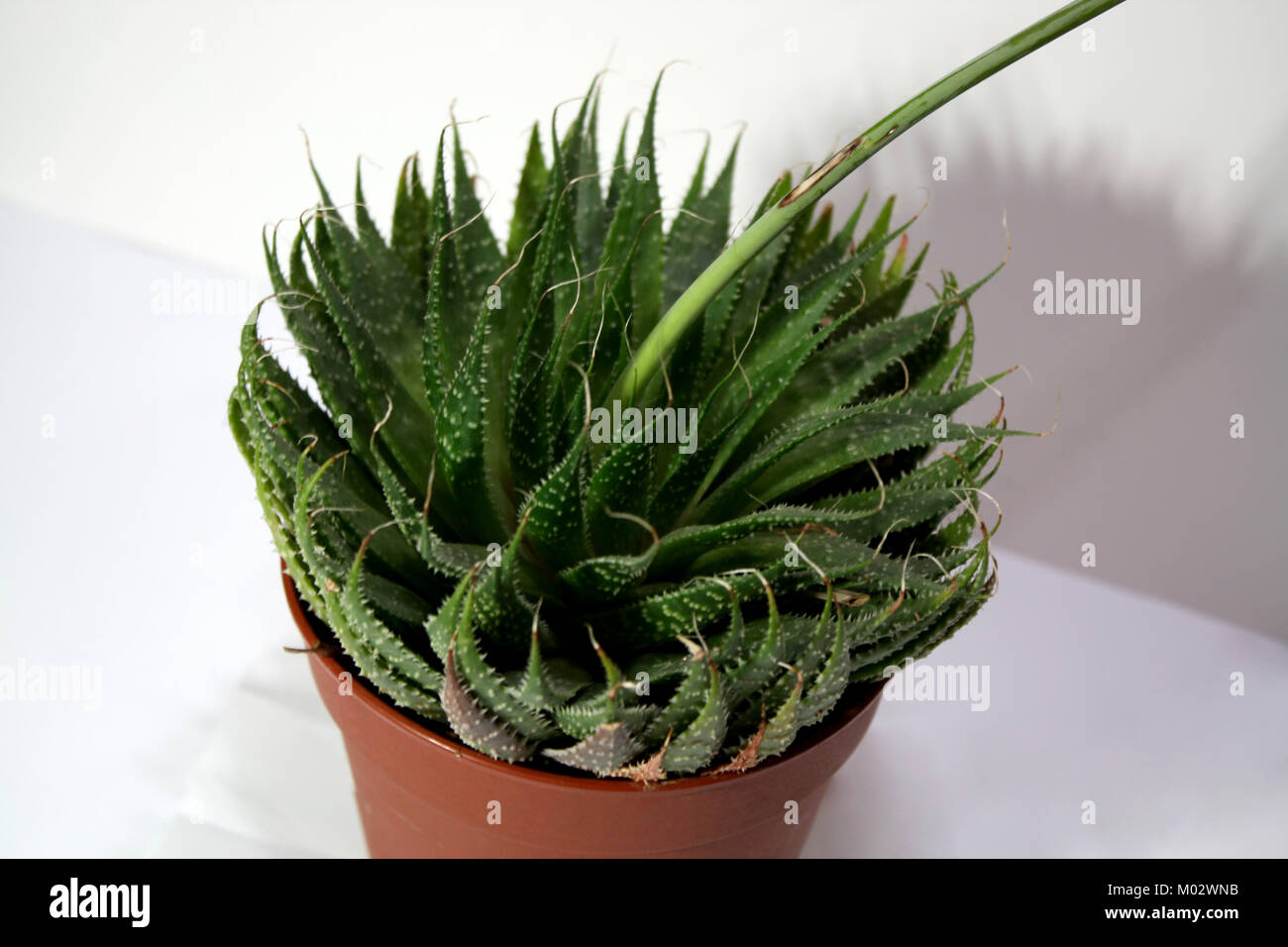 Aloe vera succulent potted plant isolated Stock Photo - Alamy