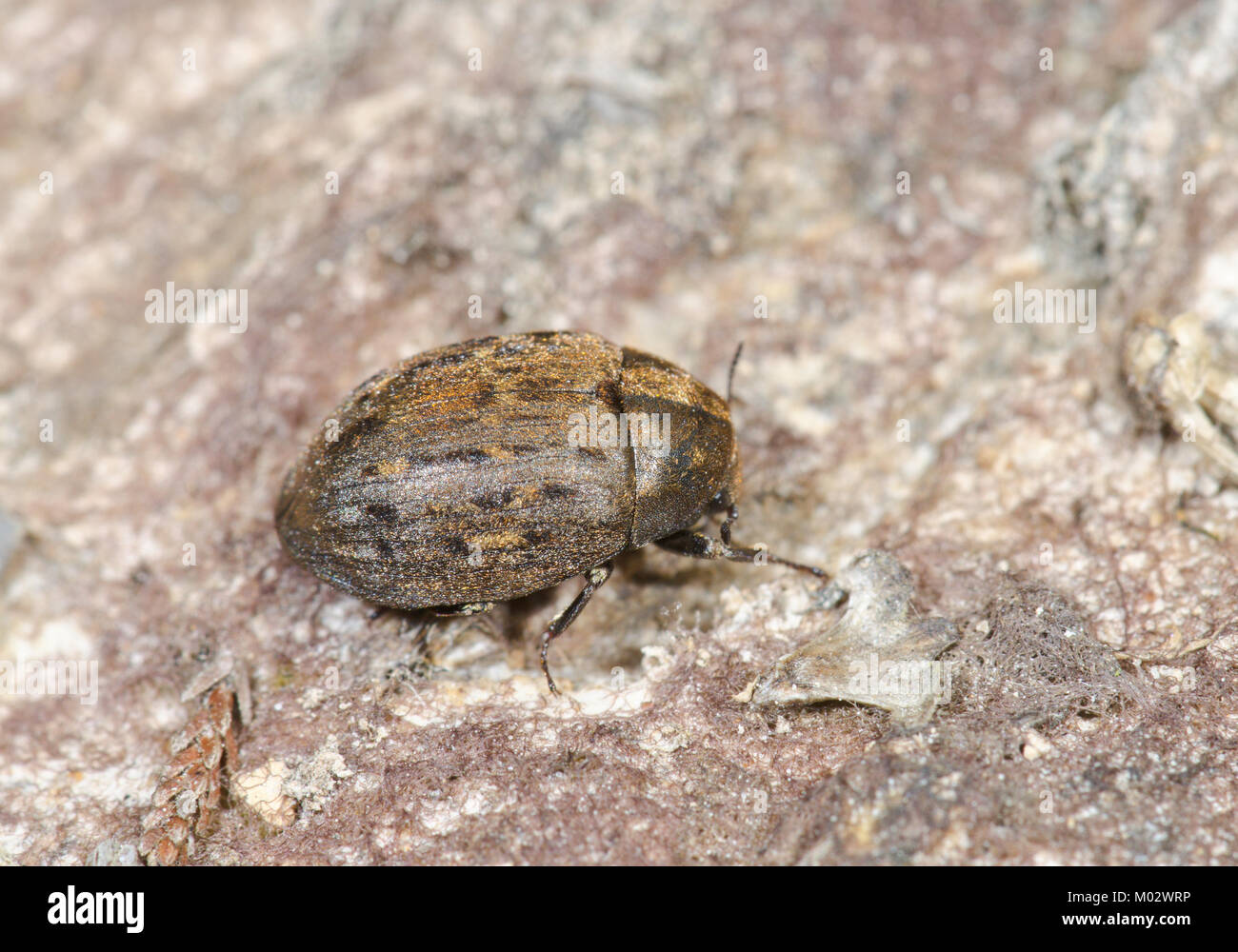 Pill beetle hi-res stock photography and images - Alamy
