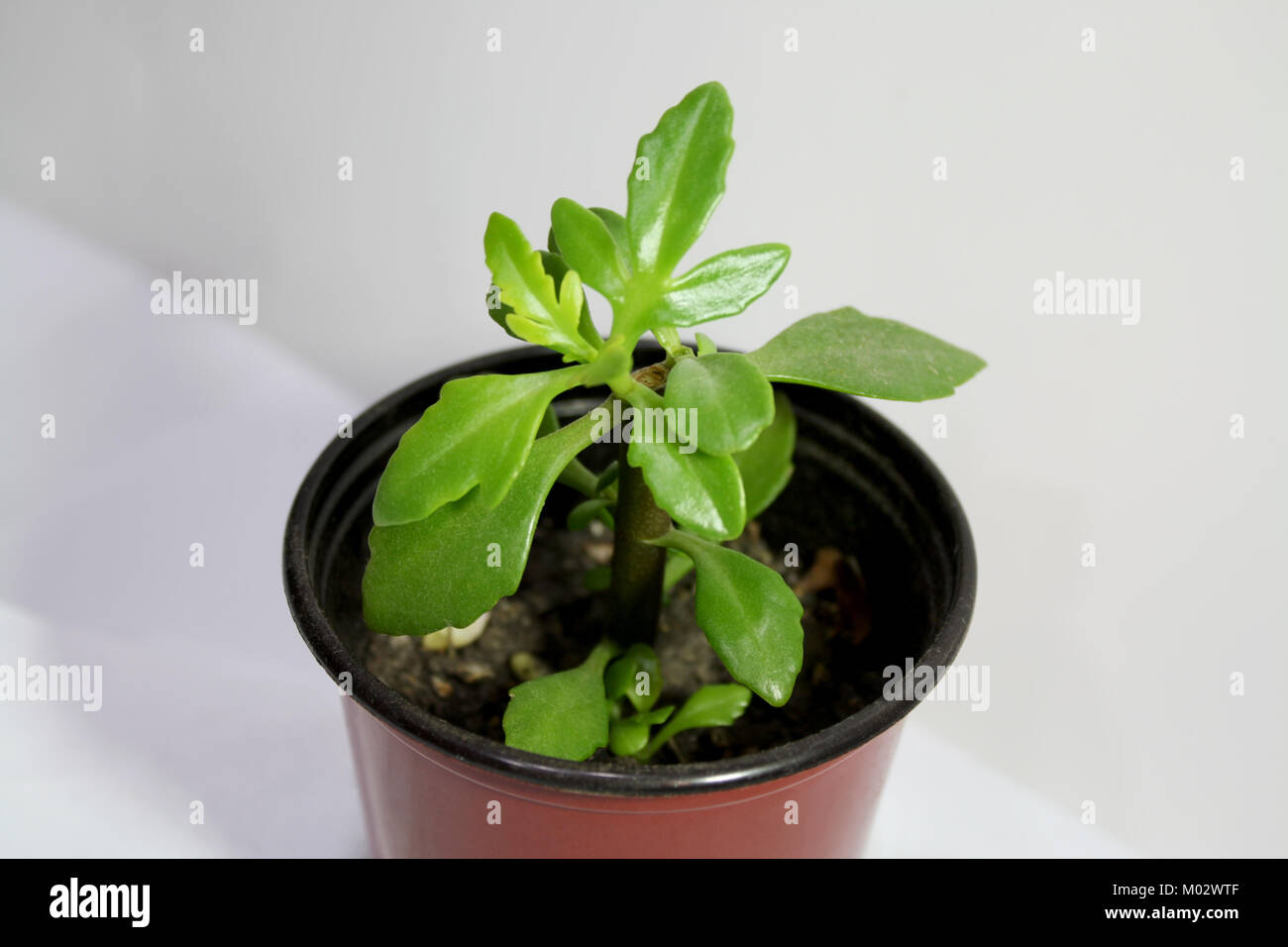 Kalanchoe succulent potted plant isolated Stock Photo - Alamy