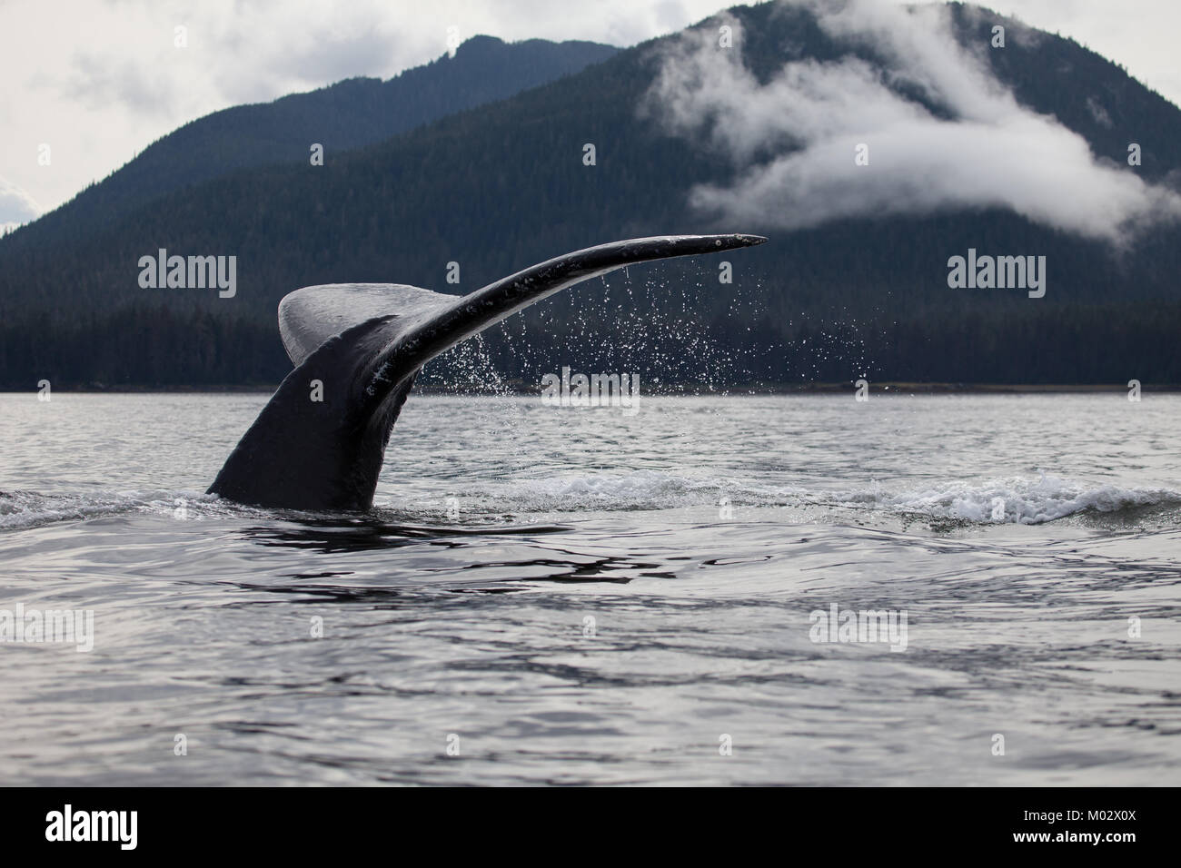 Dripping off hi-res stock photography and images - Alamy