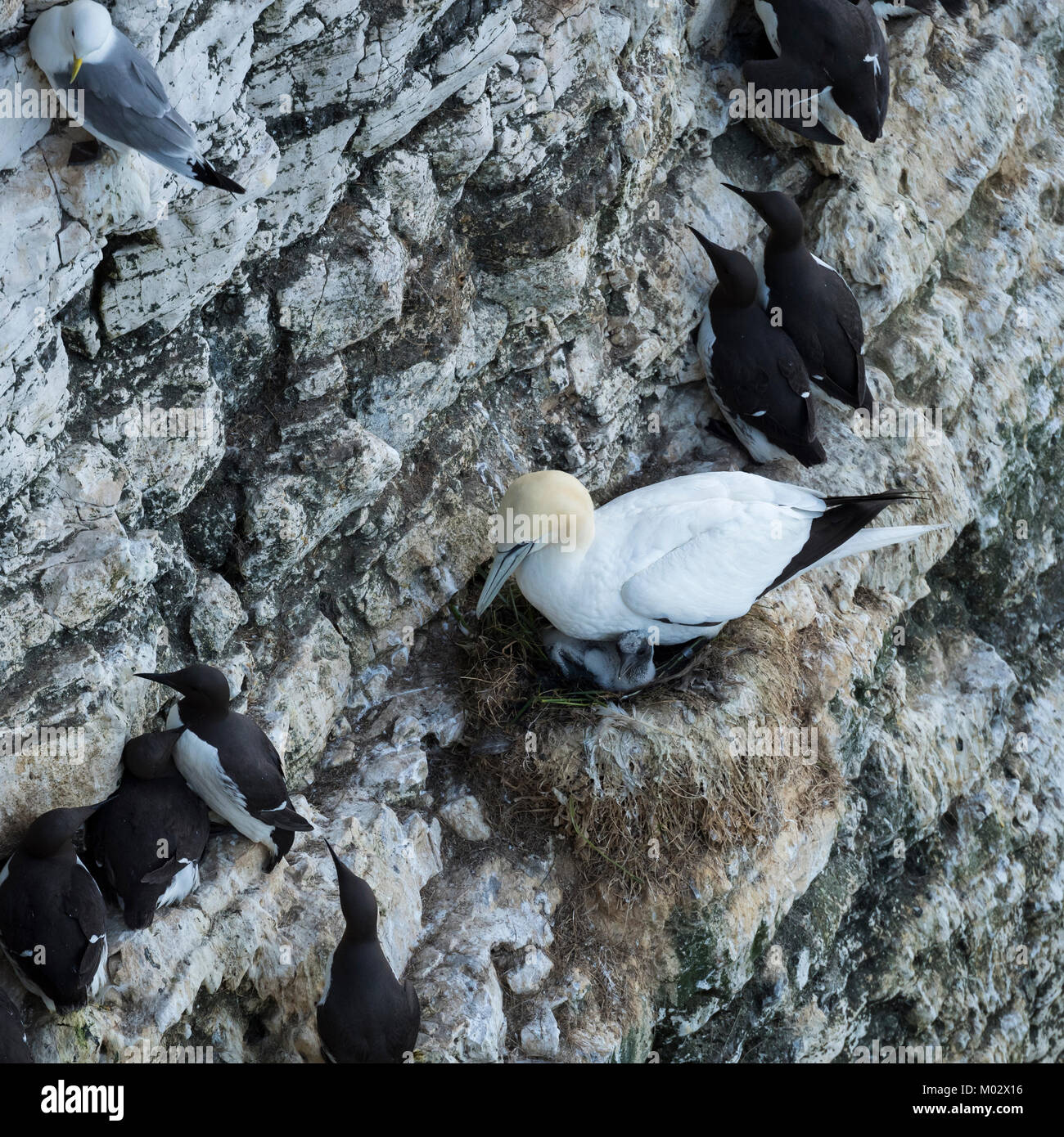 Gannet chick rspb nature reserve bempton cliffs hi-res stock ...