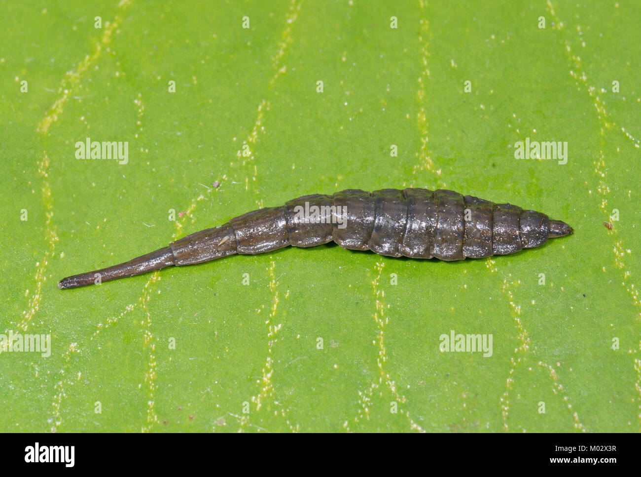 Larva of Banded General Soldier Fly (Stratiomys potamida) from garden ...