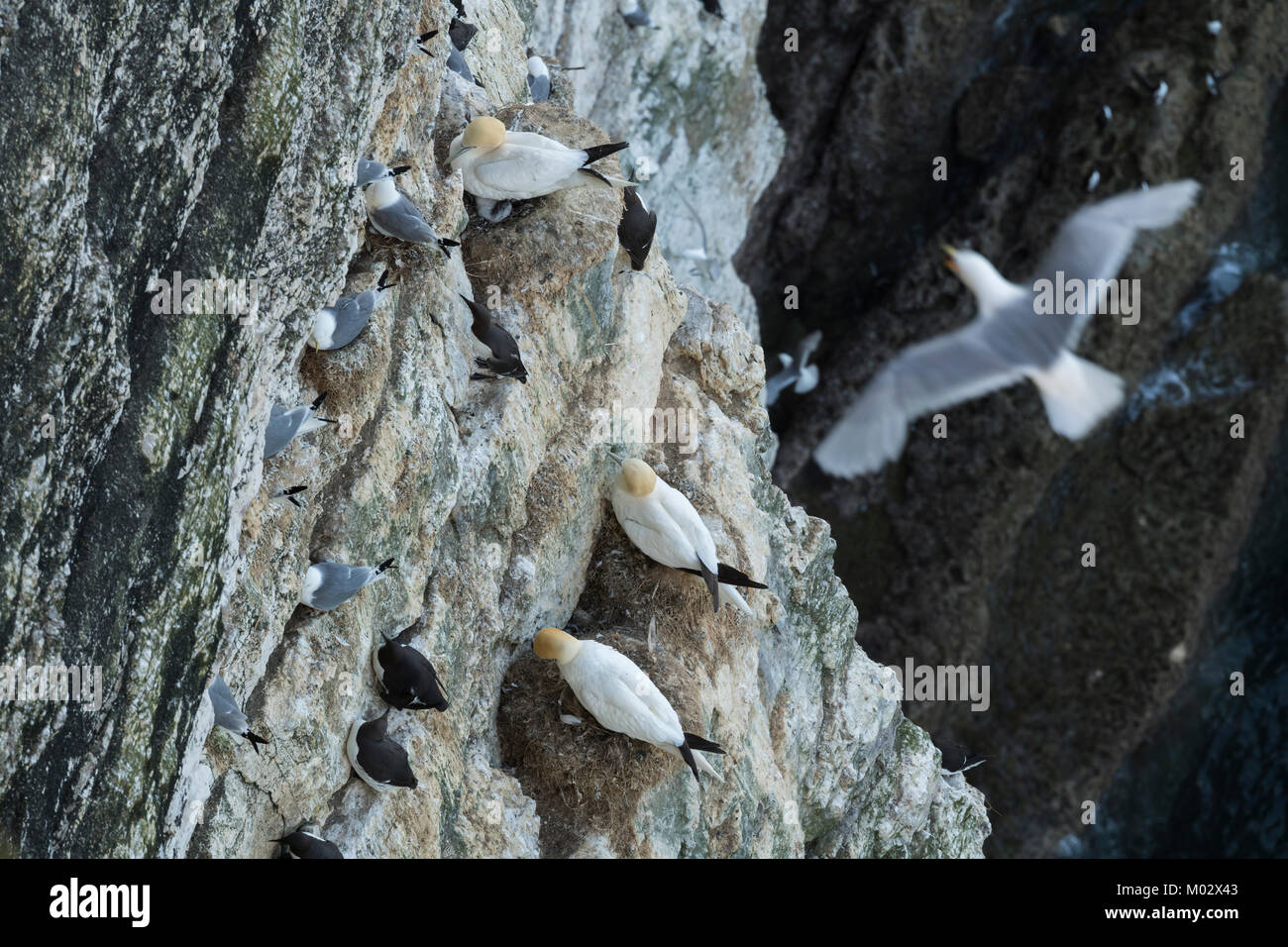 Different types of seabirds hi-res stock photography and images - Alamy