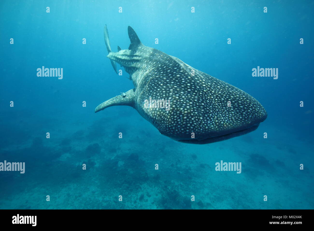 Swimming with whale shark hi-res stock photography and images - Alamy