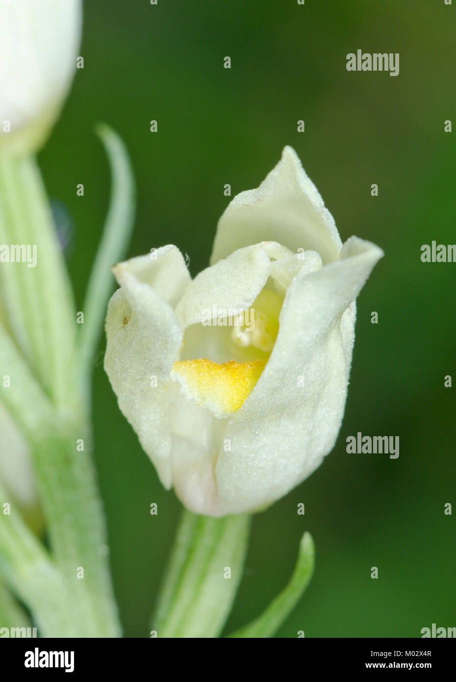 Open Flower of White Helleborine Orchid (Cephalanthera damasonium ...