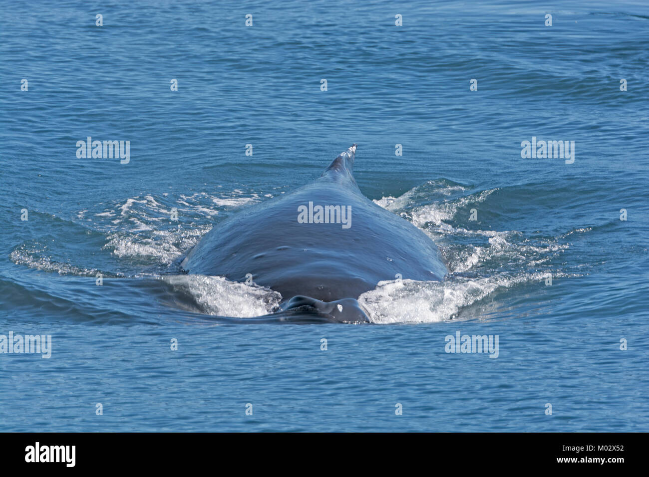 Humpback Whale Moving Fast on the Surface in Kenai Fjords National Park ...