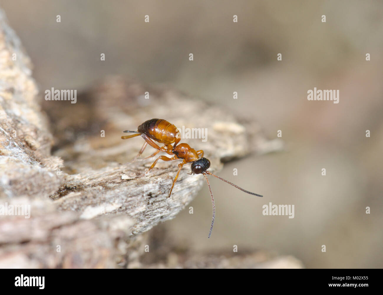 Wingless Ichneumon Wasp (Gelis sp). Sussex, UK Stock Photo - Alamy
