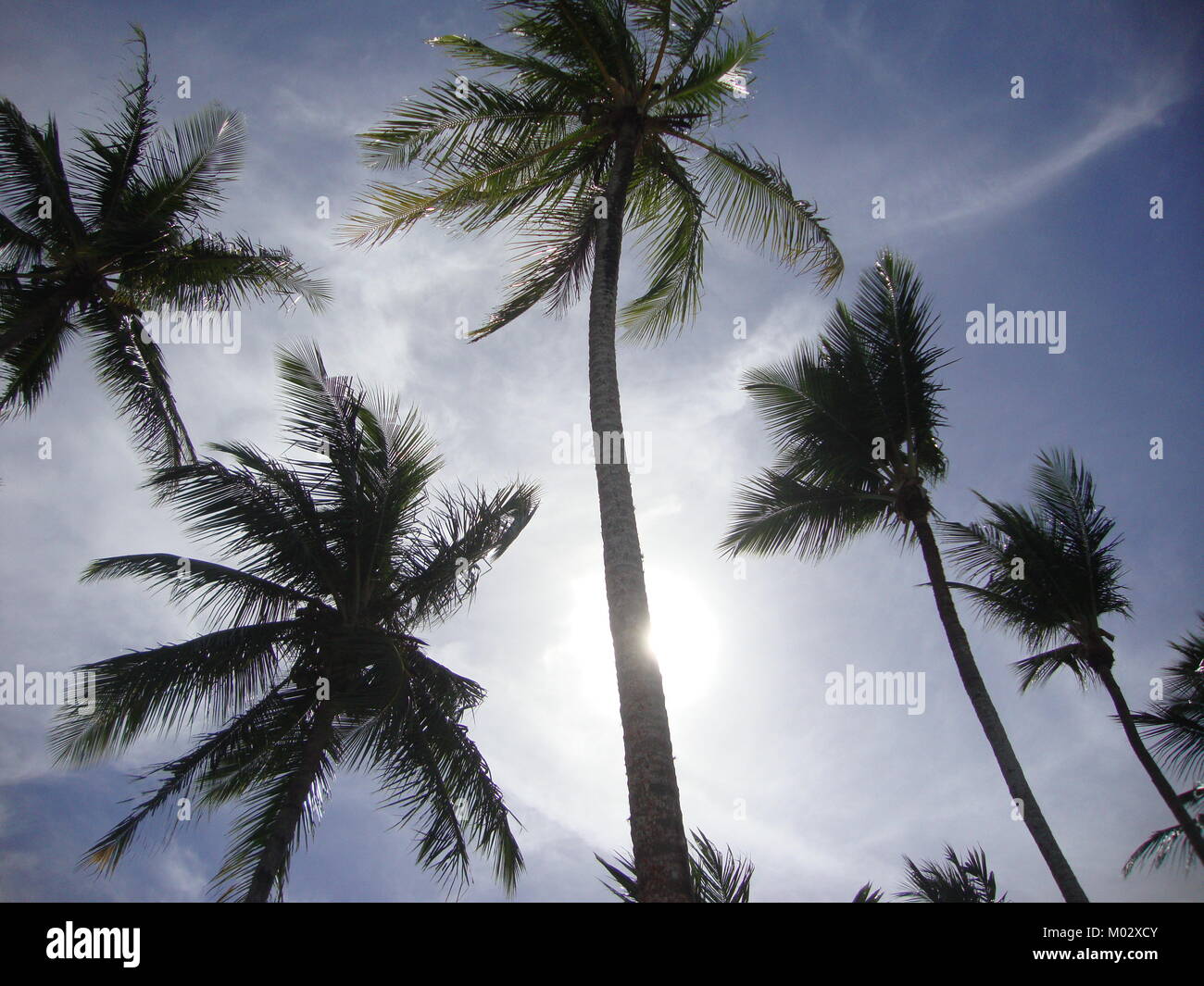 Brazilian palm tree hi-res stock photography and images - Alamy