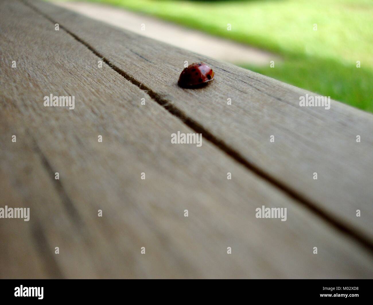 Ladybug in focus Stock Photo - Alamy