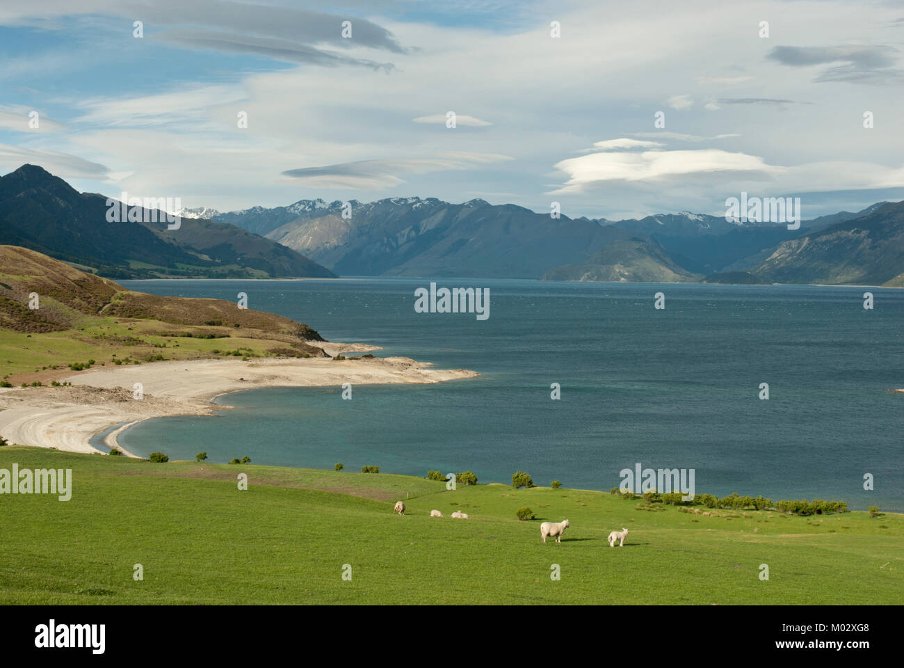Stunning view of Lake Hawea, with lambs in foreground and blue lake and ...