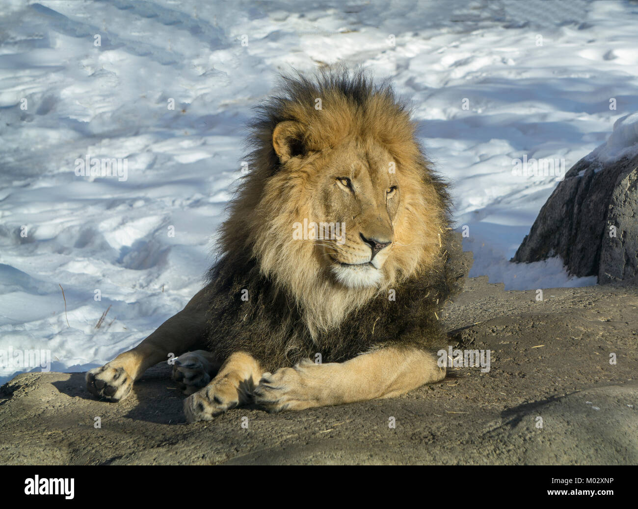 African Lion Calgary Zoo AB Stock Photo - Alamy