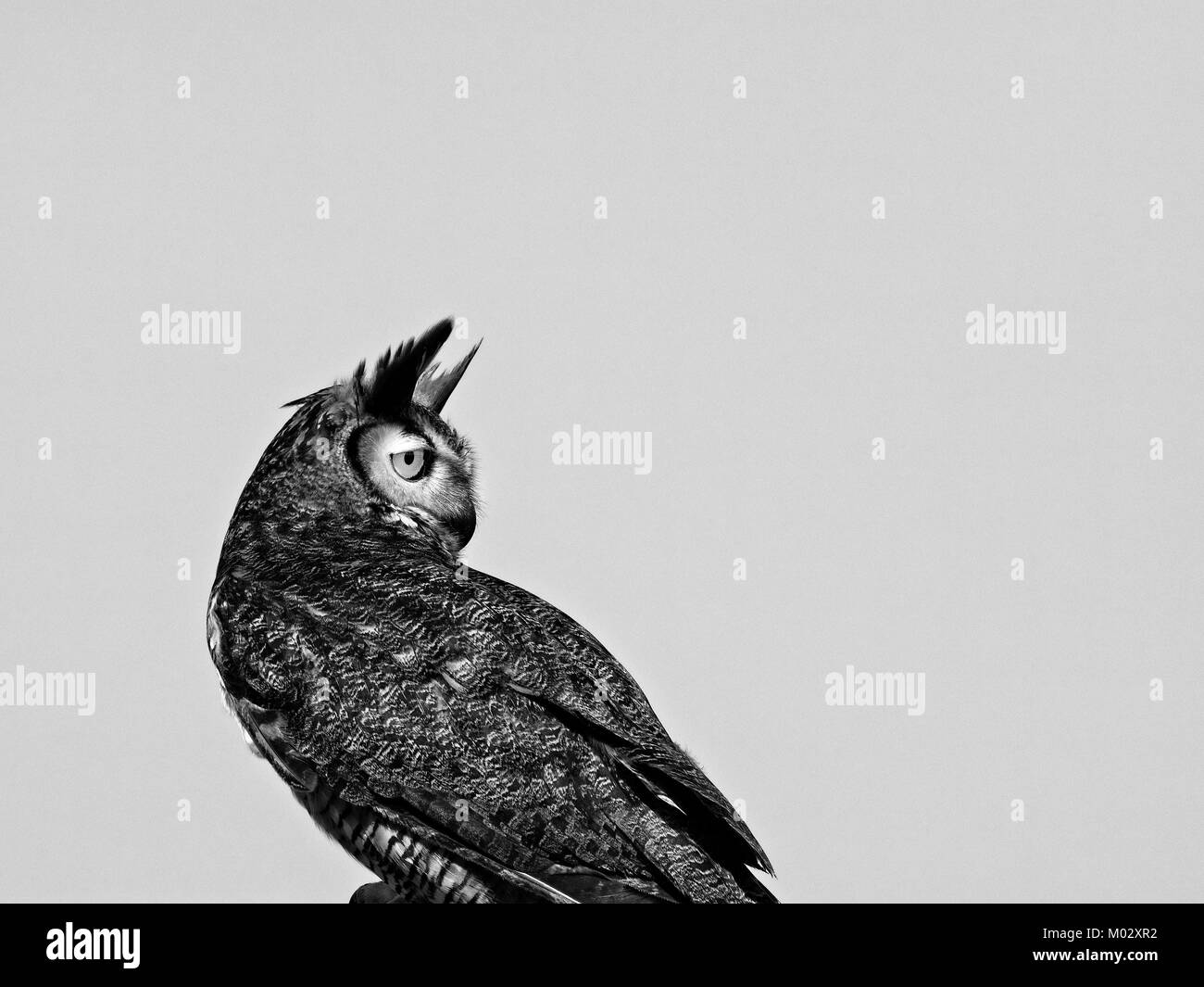 Owl Looking Backwards High Resolution Stock Photography and Images - Alamy