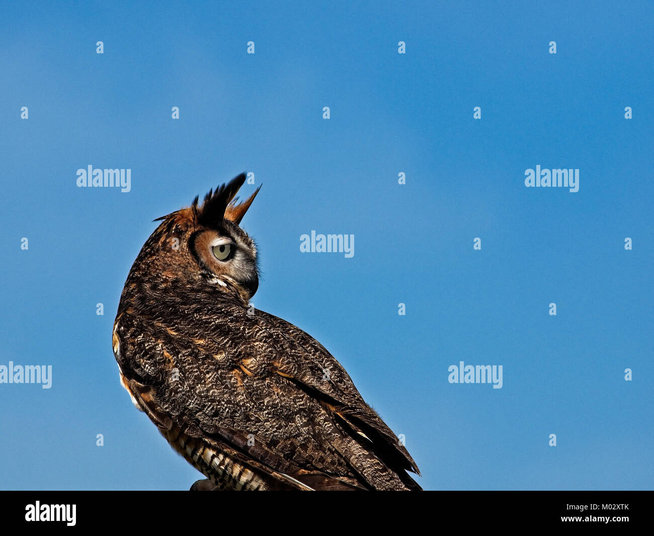 Southeastern TX USA - April 1, 2017 - Great Horned Owl looking ...