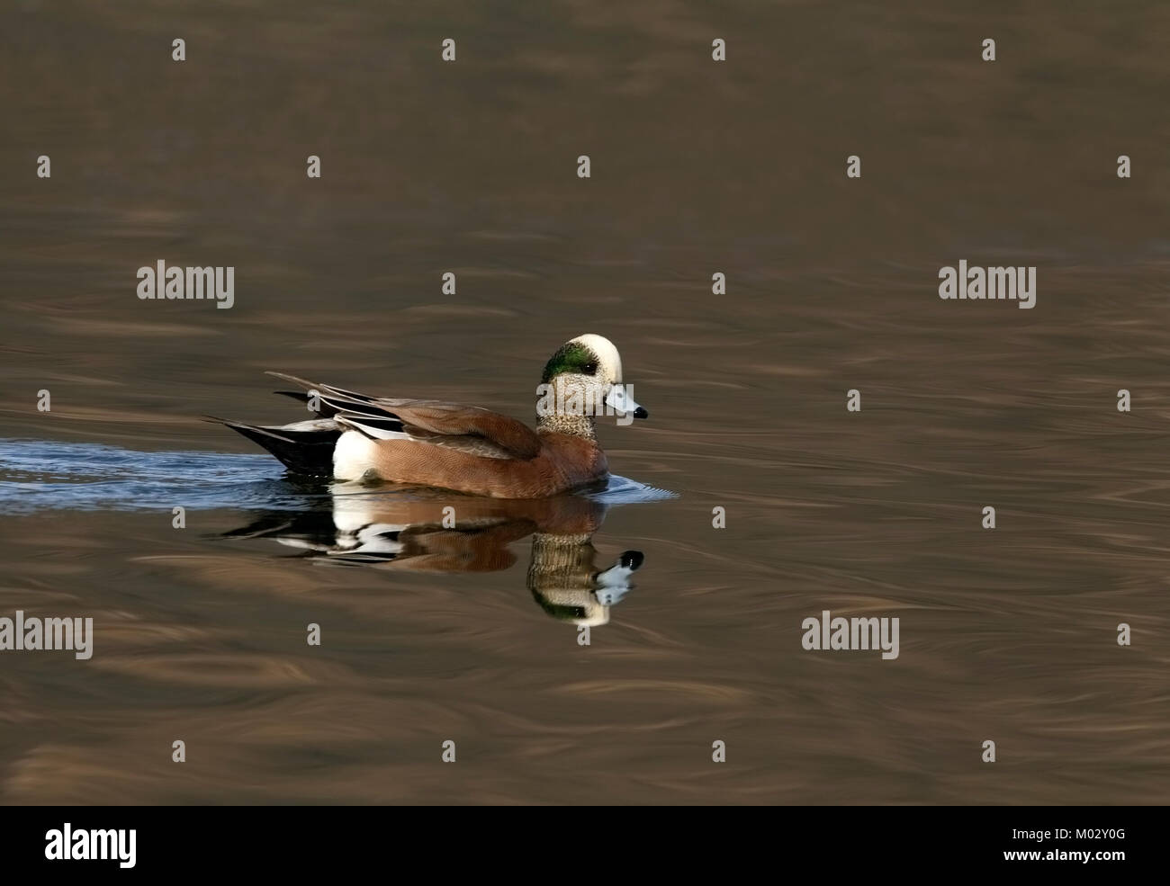 American Wigeon Drake Stock Photo - Alamy