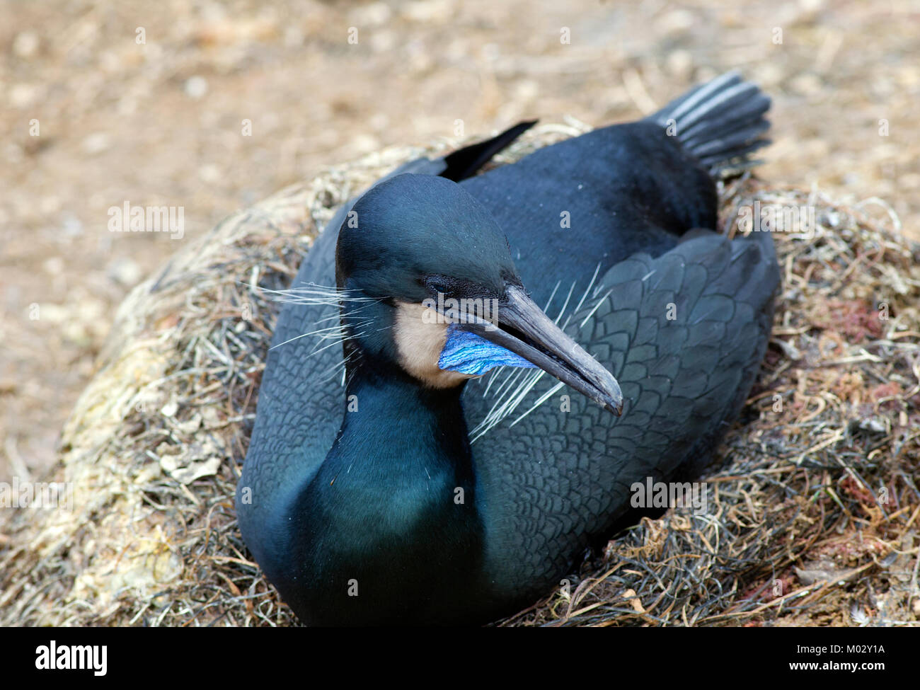 Brandt's Cormorant in Breeding Plumage sitting on Nest Stock Photo - Alamy