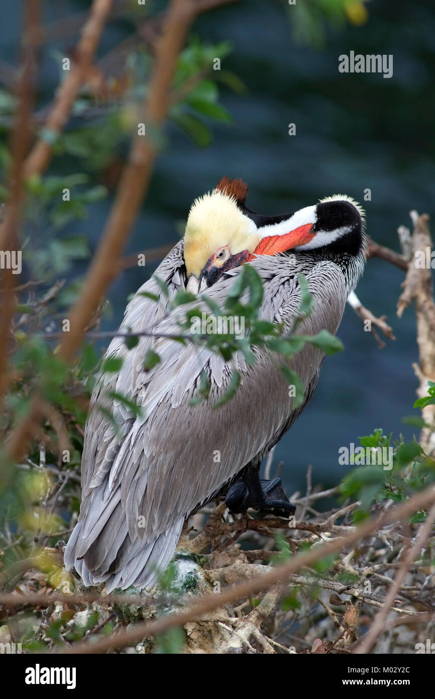 California Brown Pelican in Breeding Plumage Stock Photo - Alamy