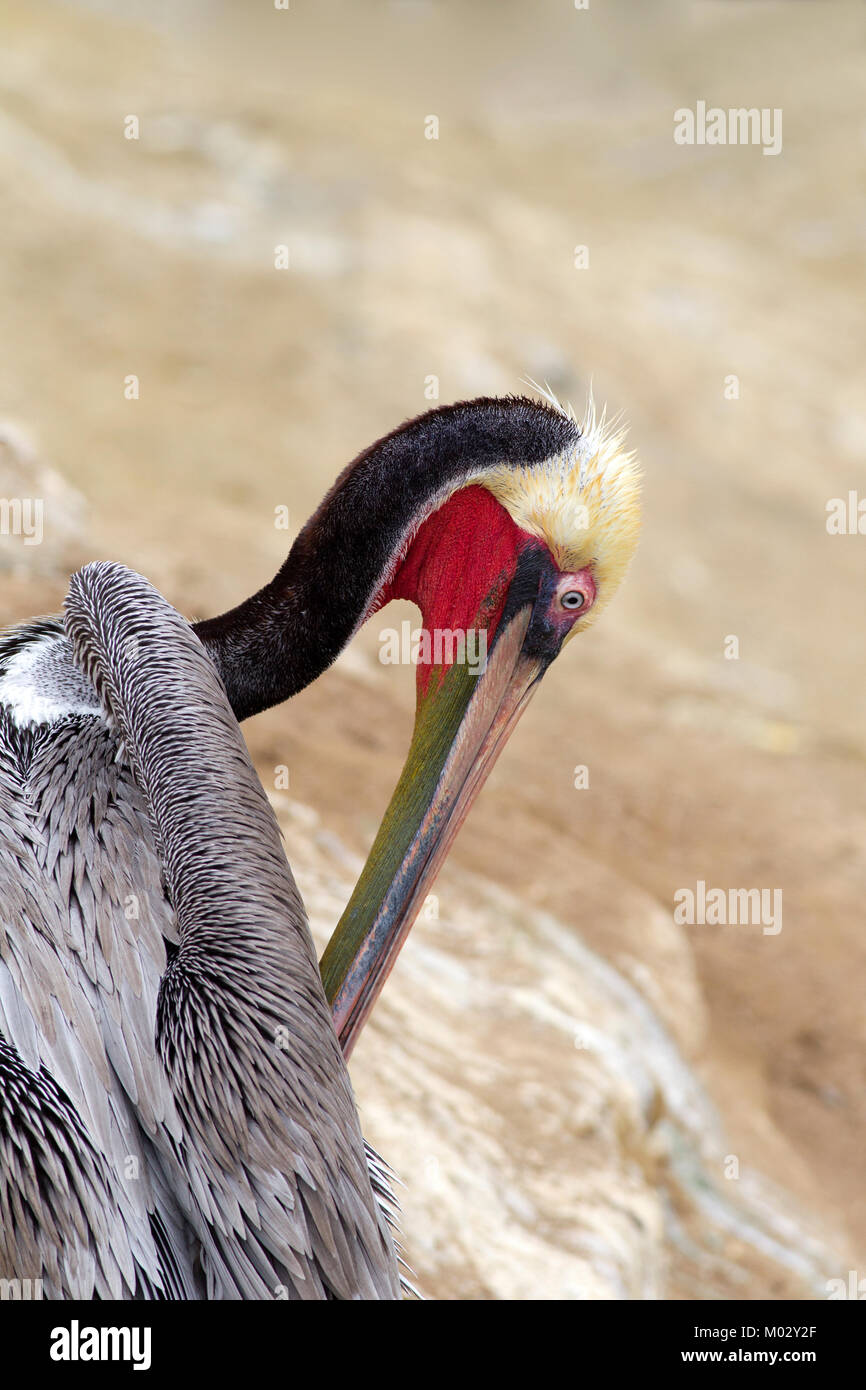 California Brown Pelican in Breeding Plumage Stock Photo - Alamy