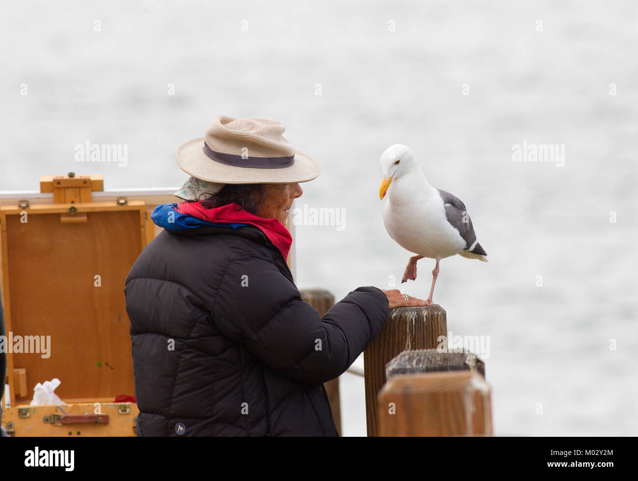 Human interacting closely with a wild gull hi-res stock photography and ...