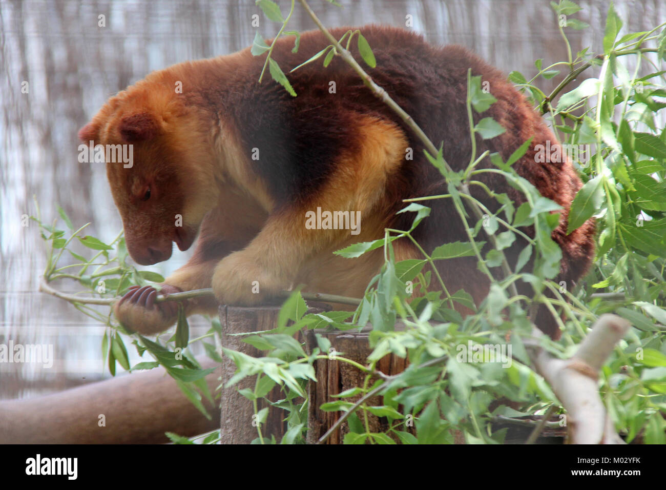 A tree-kangaroo (Goodfellow dendrolagus) in a zoo in Adelaide ...