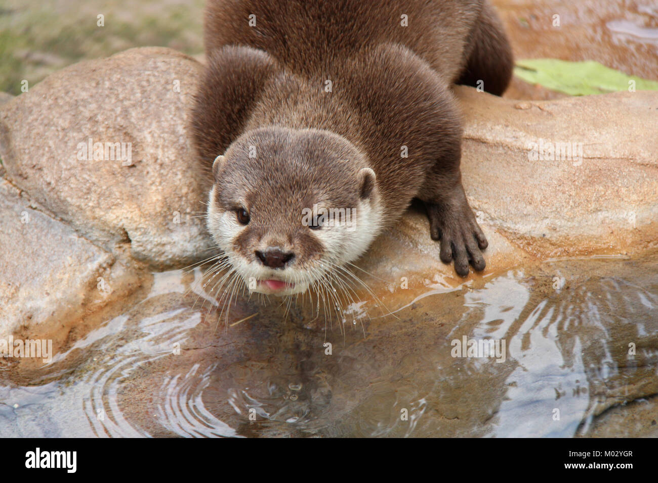 An otter in a zoo in Adelaide (Australia Stock Photo - Alamy