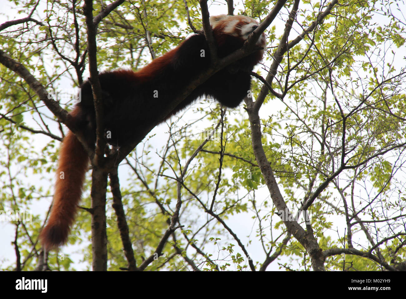 A red panda in a zoo in Adelaide (Australia Stock Photo - Alamy