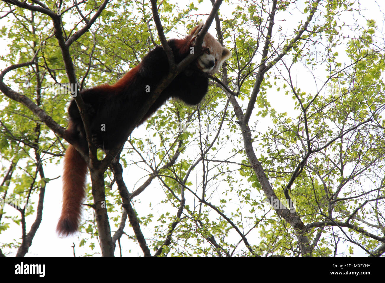 A red panda in a zoo in Adelaide (Australia Stock Photo - Alamy