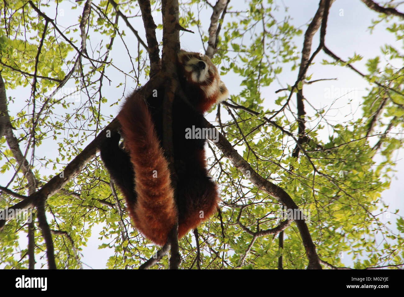 A red panda in a zoo in Adelaide (Australia Stock Photo - Alamy