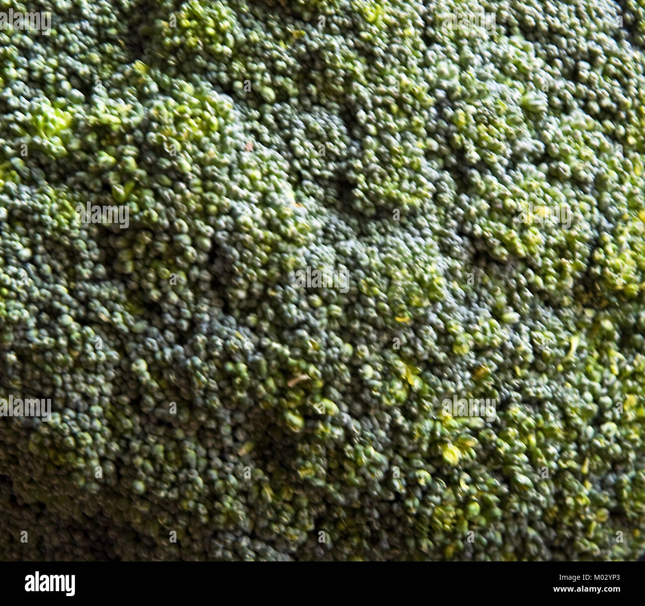 background of brocoli Stock Photo - Alamy