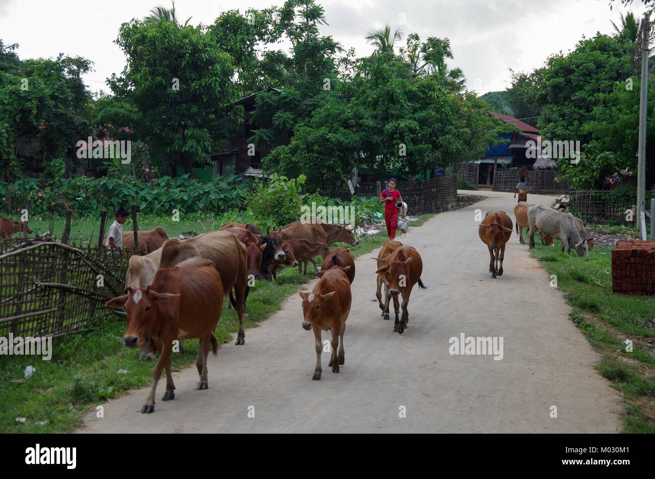 Myanmar cattle hi-res stock photography and images - Alamy