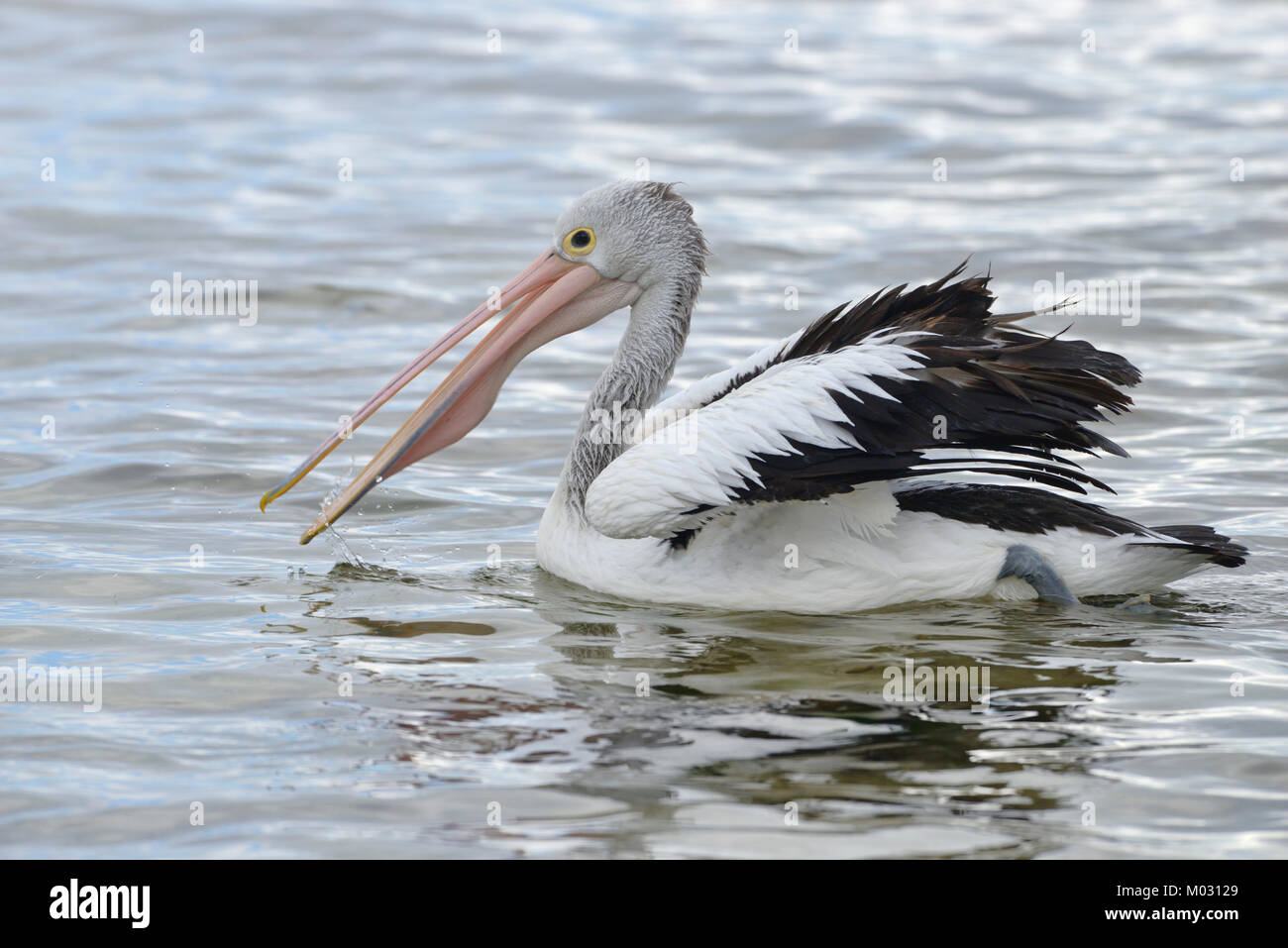 Australian pelican bird wildlife hi-res stock photography and images ...