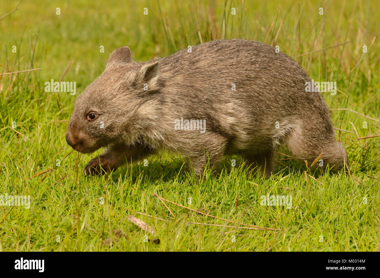 Wombat pouch hi-res stock photography and images - Alamy