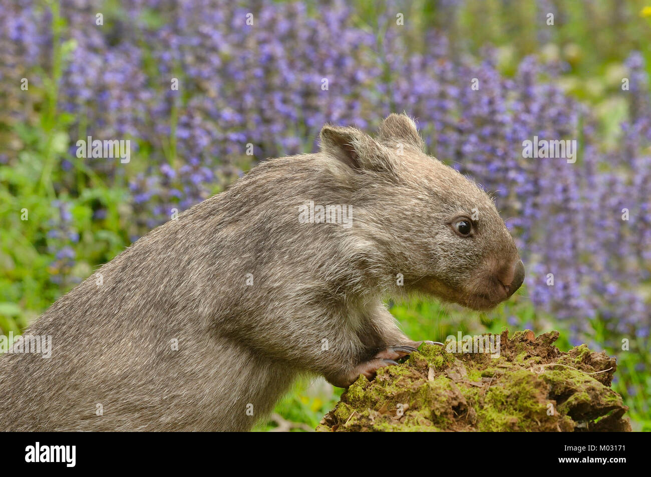 Wombat pouch hi-res stock photography and images - Alamy