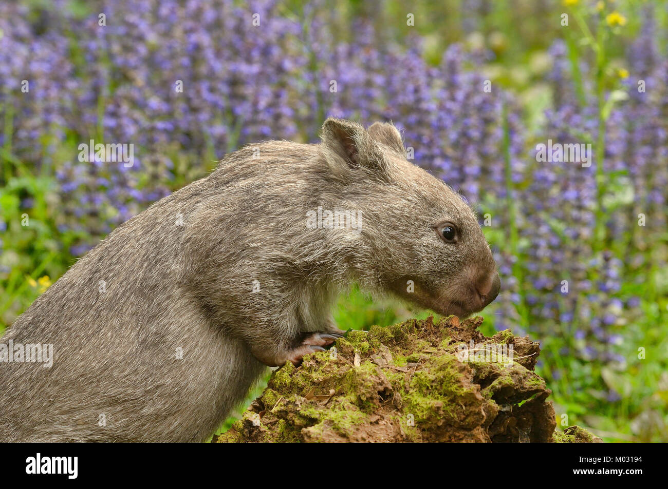 Wombat pouch hi-res stock photography and images - Alamy