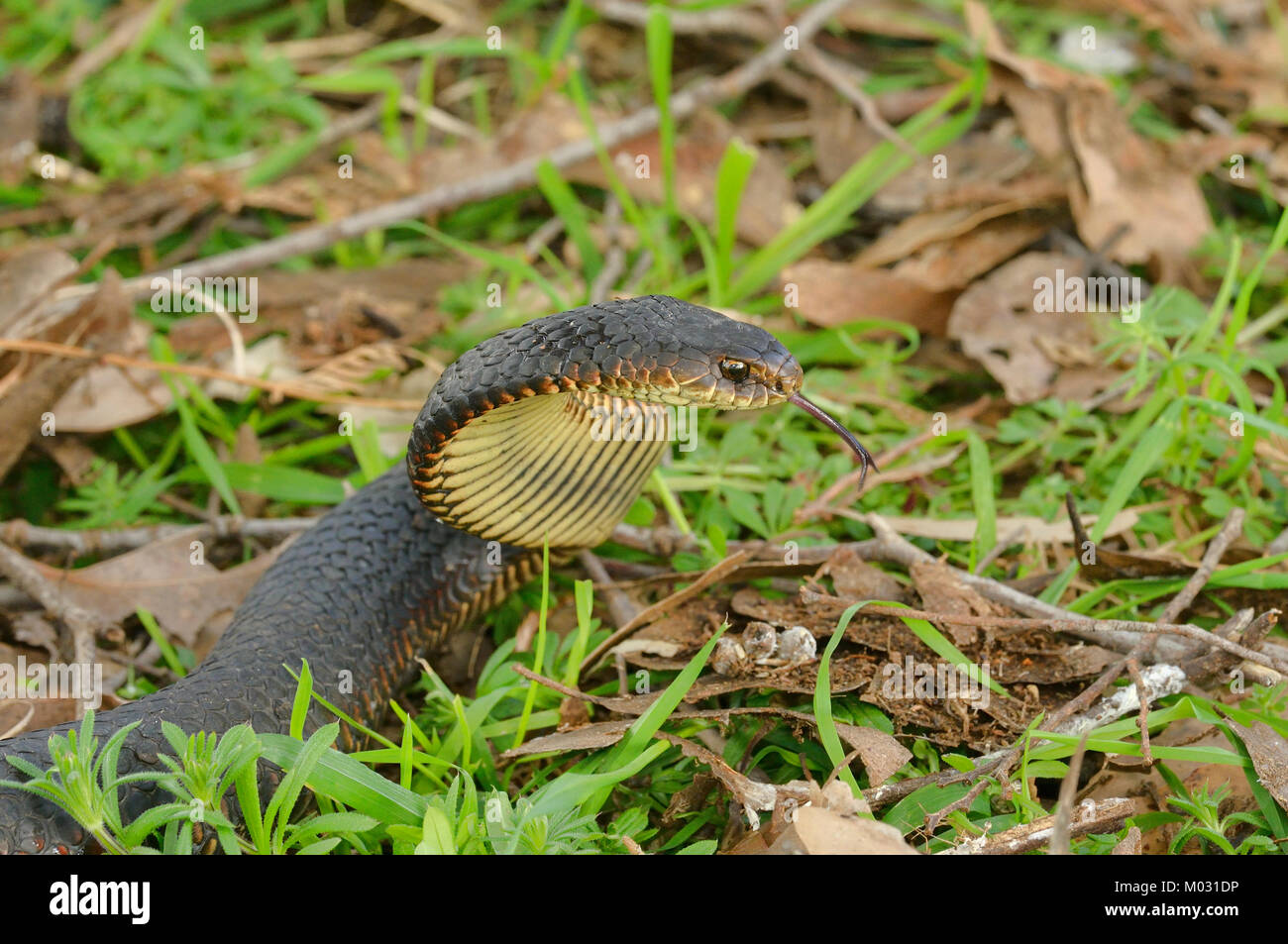 Copperhead snake Austrelaps superbus Photographed in Tasmania ...