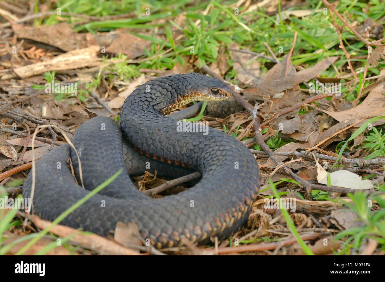 Copperhead snake Austrelaps superbus Photographed in Tasmania ...
