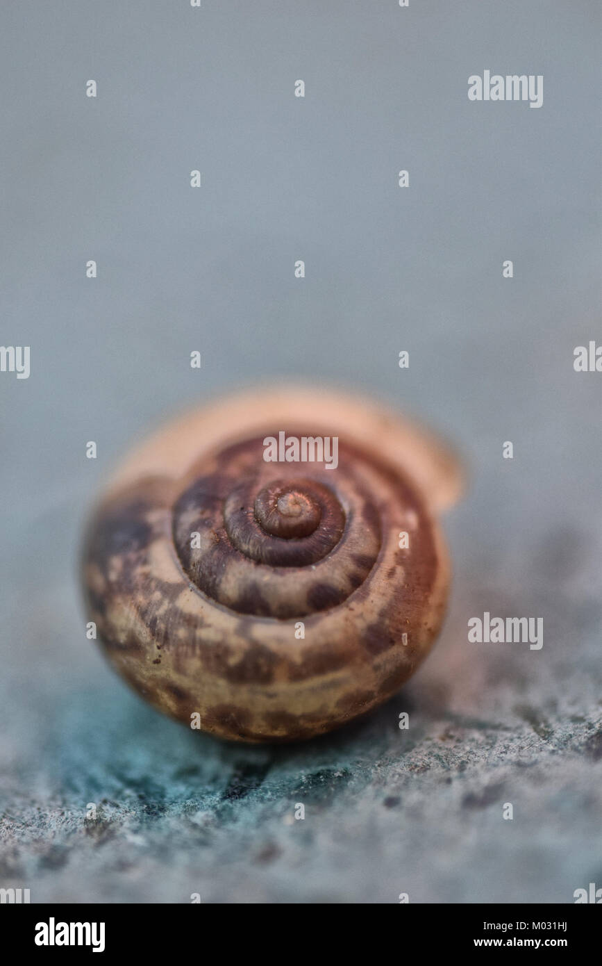 Shelled gastropods hi-res stock photography and images - Alamy