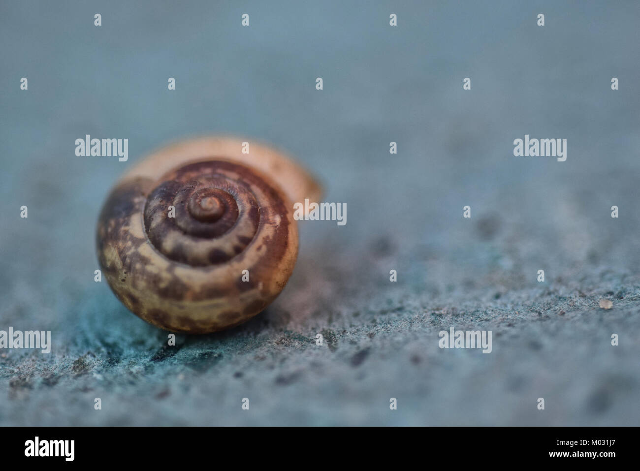 Shelled gastropods hi-res stock photography and images - Alamy